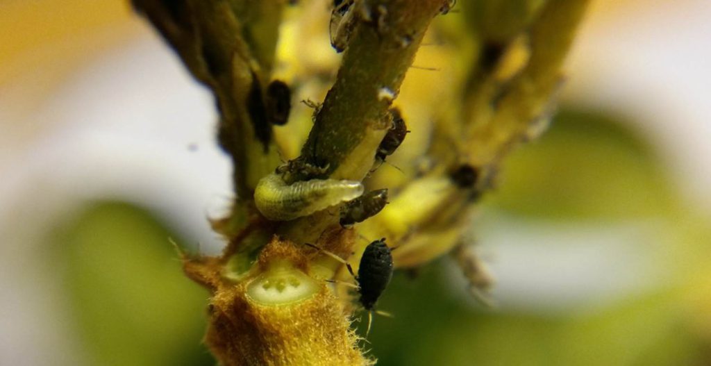 Larvae-vs-Aphis-spiraecola | SIVAL Innovation